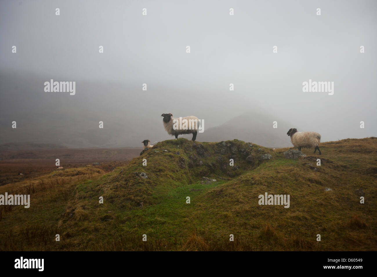 Misty farm hi-res stock photography and images - Alamy