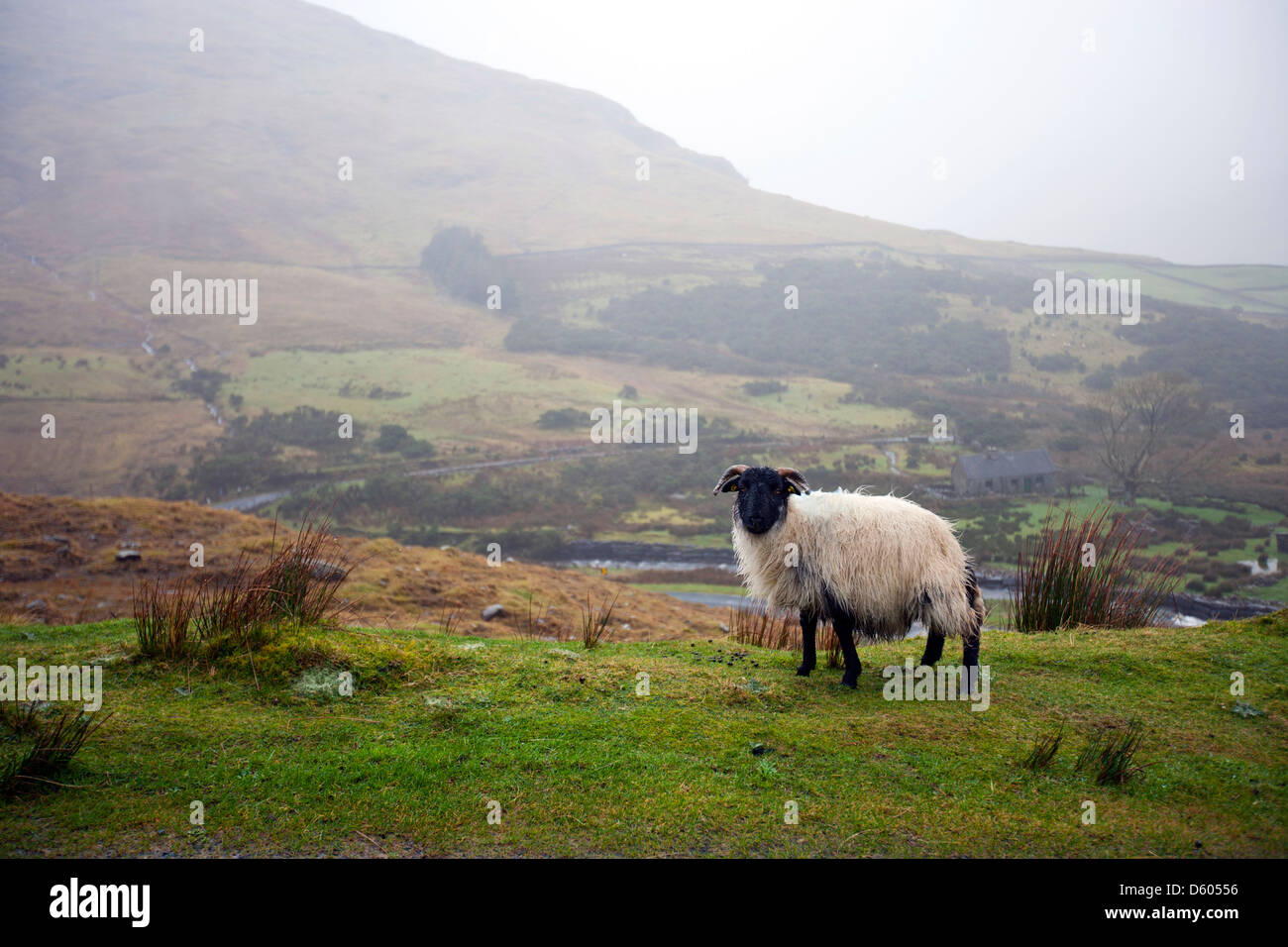 Sheep grazing with valley in background Stock Photo - Alamy
