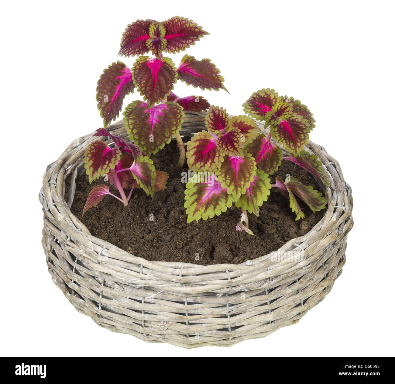 Favourite indoor plants Stock Photo - Alamy