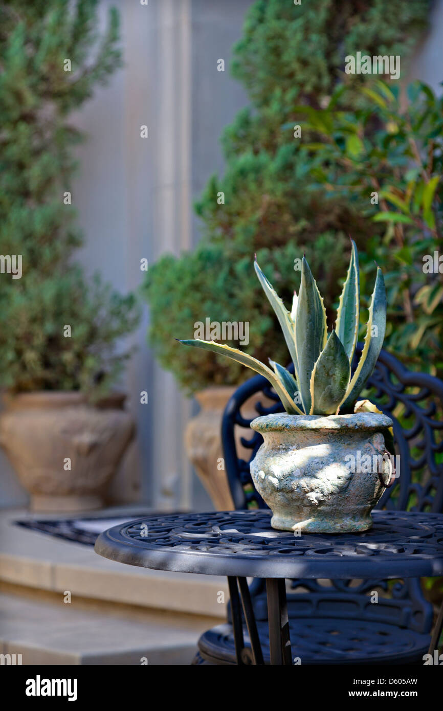 Plant for patio hi-res stock photography and images - Alamy