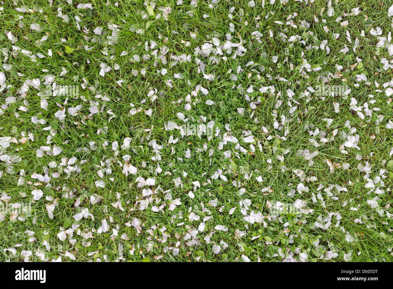 Fallen petals of flowers apple trees Stock Photo - Alamy