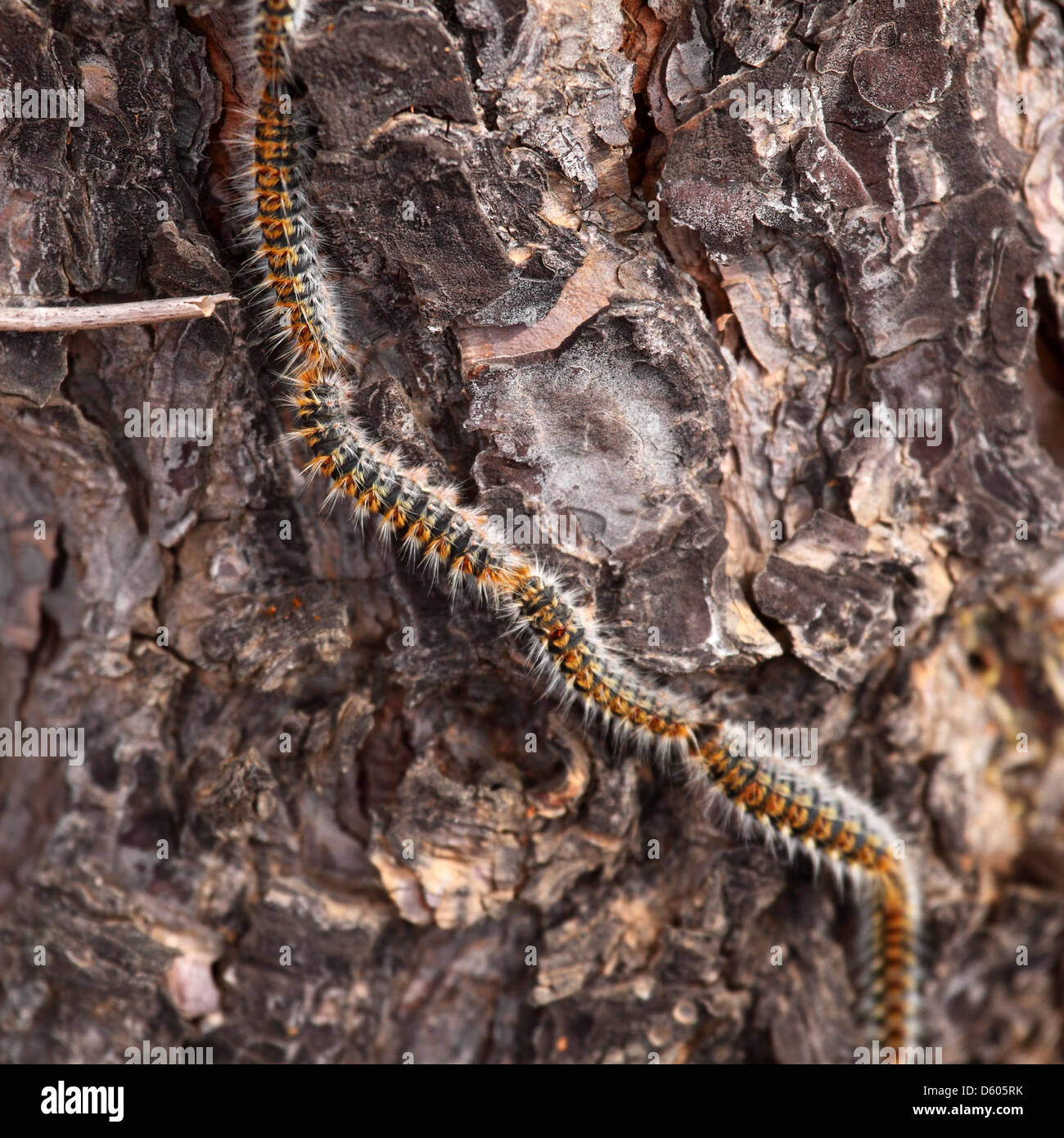 Pine Processionary Caterpillars (Thaumetopoea pityocampa) on a tree in ...