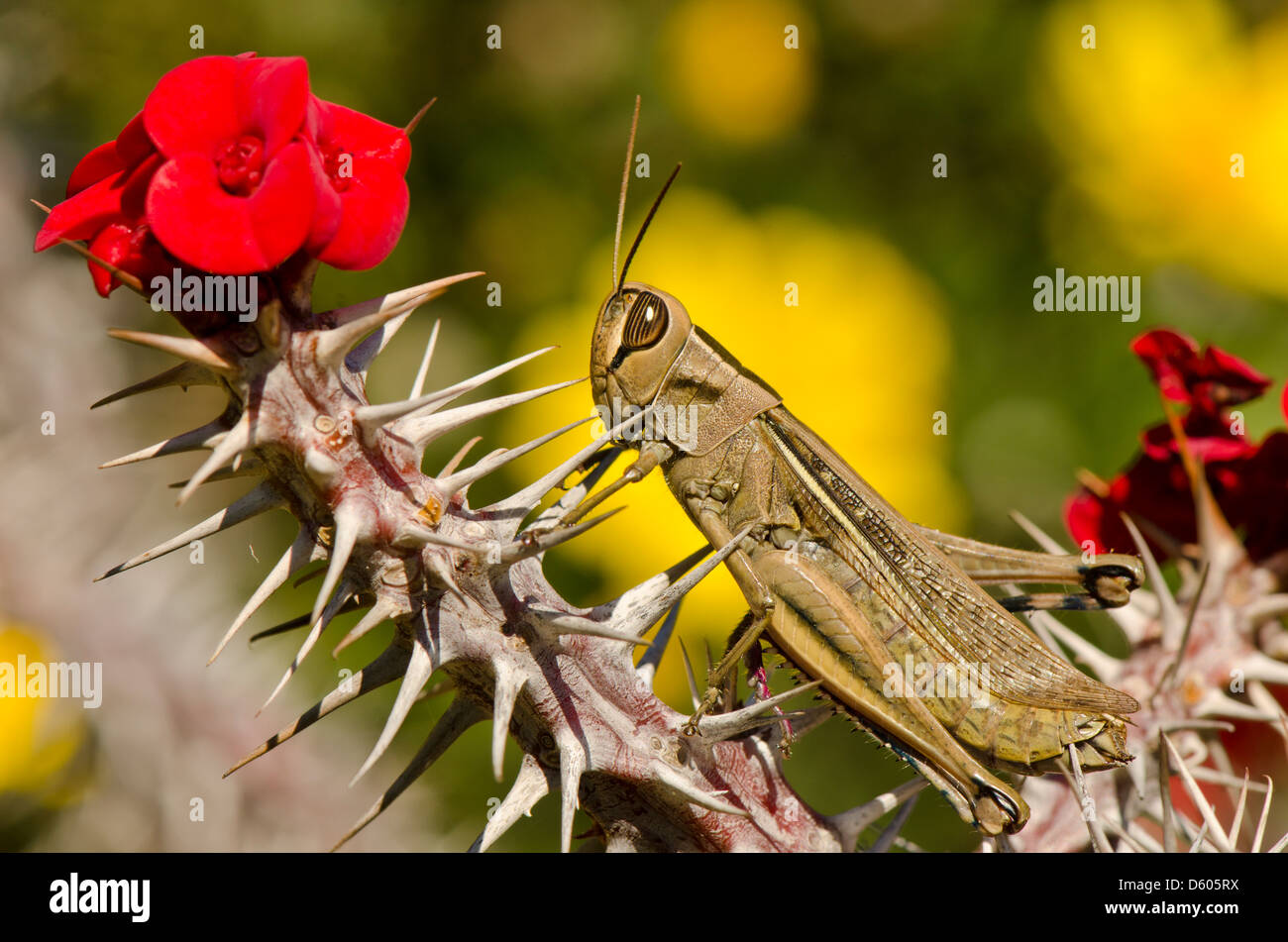Grasshopper on spiny plant Stock Photo - Alamy