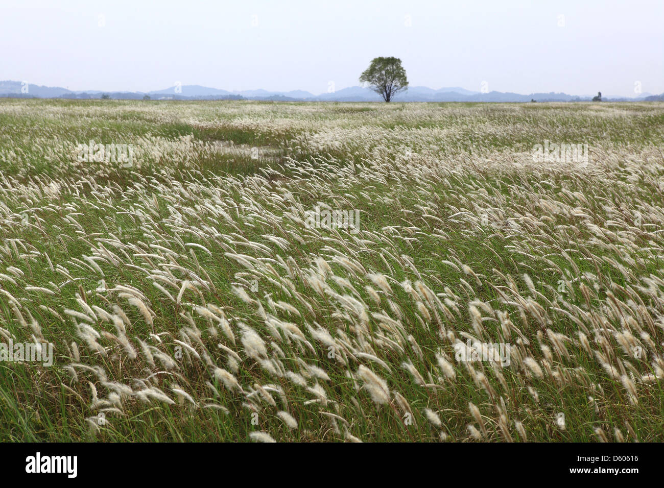 Field of Reeds in Wooeum Island Korea Stock Photo - Alamy