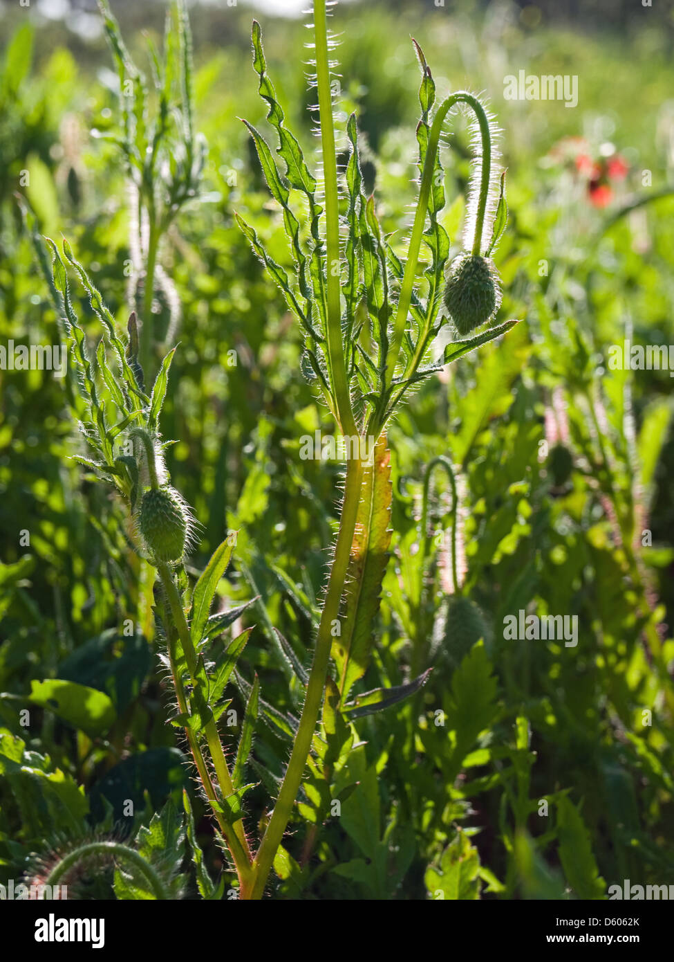 Poppy buds hi-res stock photography and images - Alamy