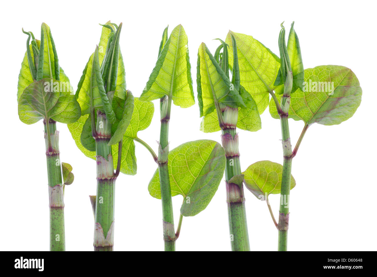 Garden spring plant Cut Out Stock Images & Pictures - Alamy