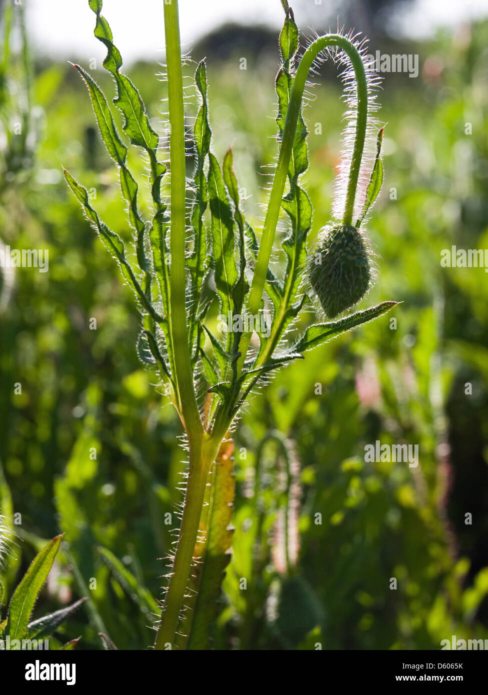 poppy bud in the meadow Stock Photo - Alamy
