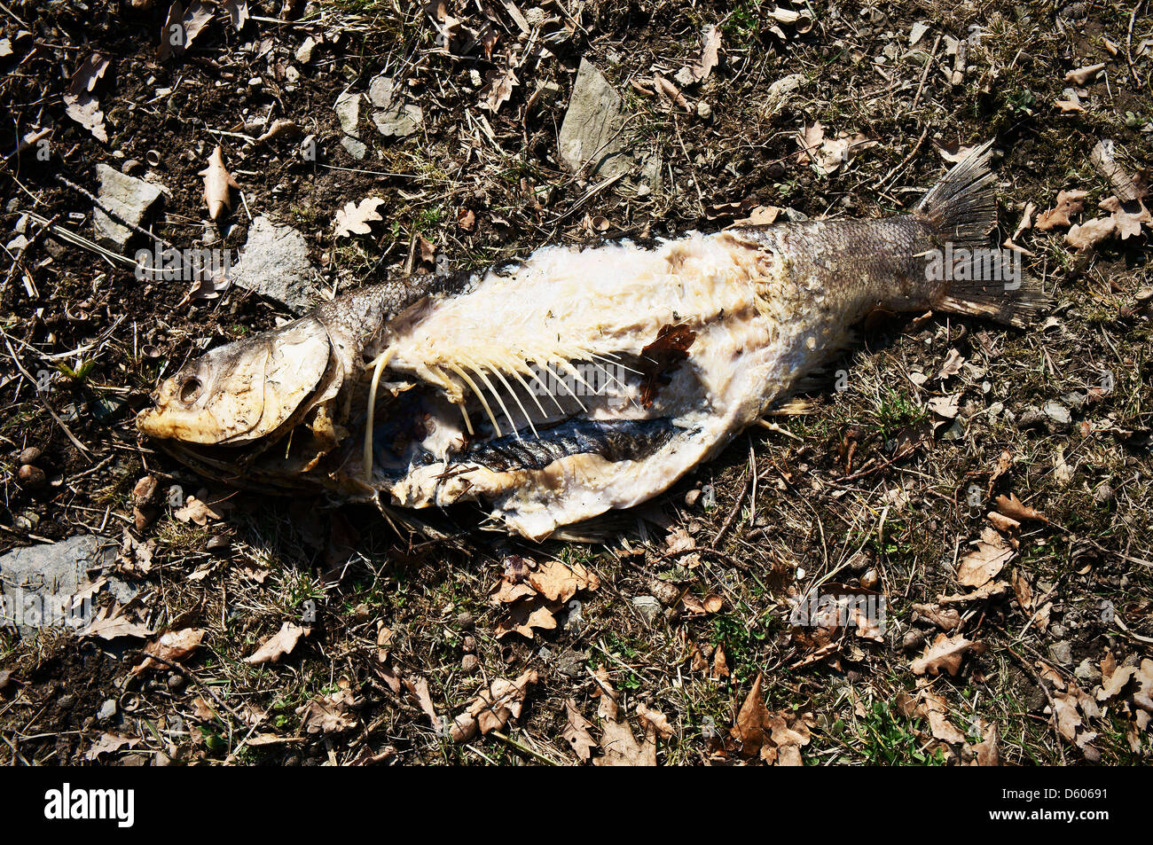 Silver carp (Hypophthalmichthys molitrix), fish, carp, pond, water ...