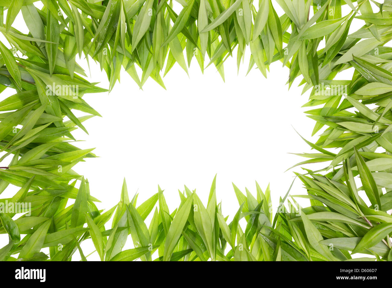 Bush frame hi-res stock photography and images - Alamy