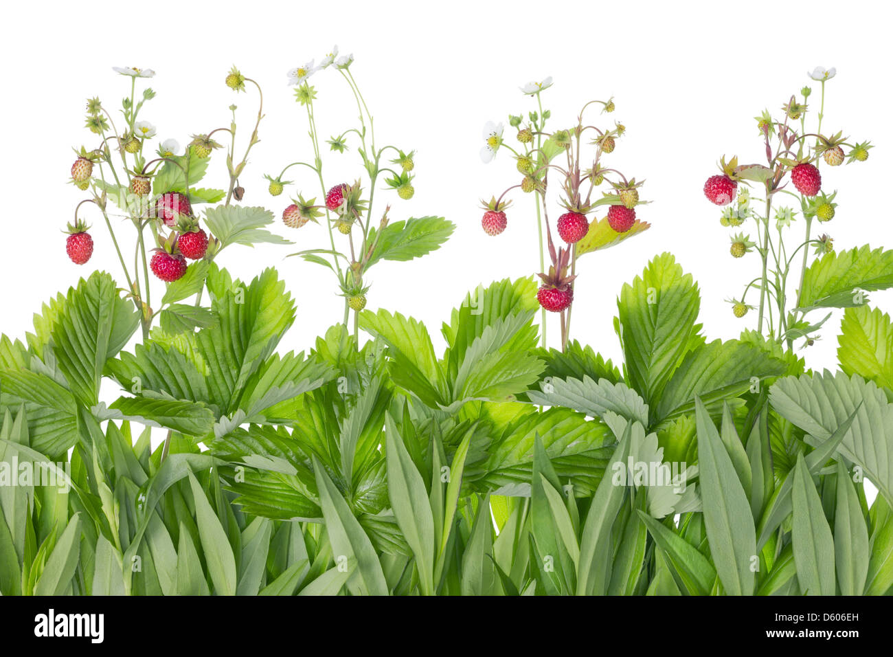 Strawberry fields forever hi-res stock photography and images - Alamy