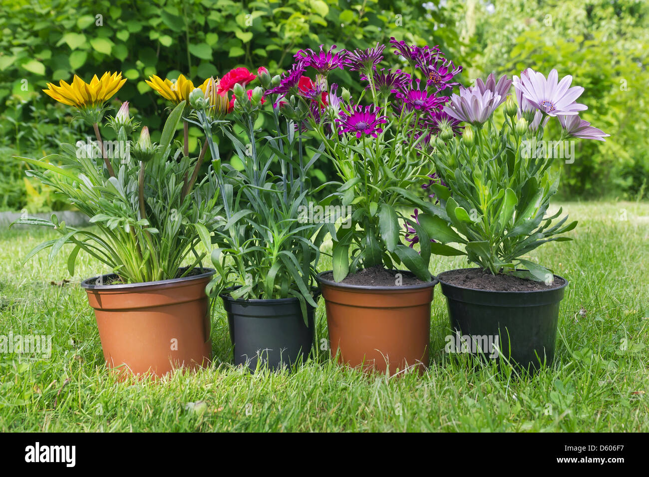 Seedlings of exotic flowers Stock Photo - Alamy