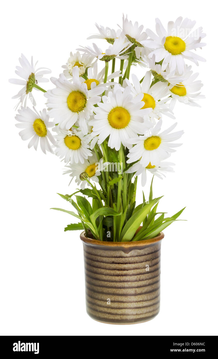 Simple daisies hi-res stock photography and images - Alamy