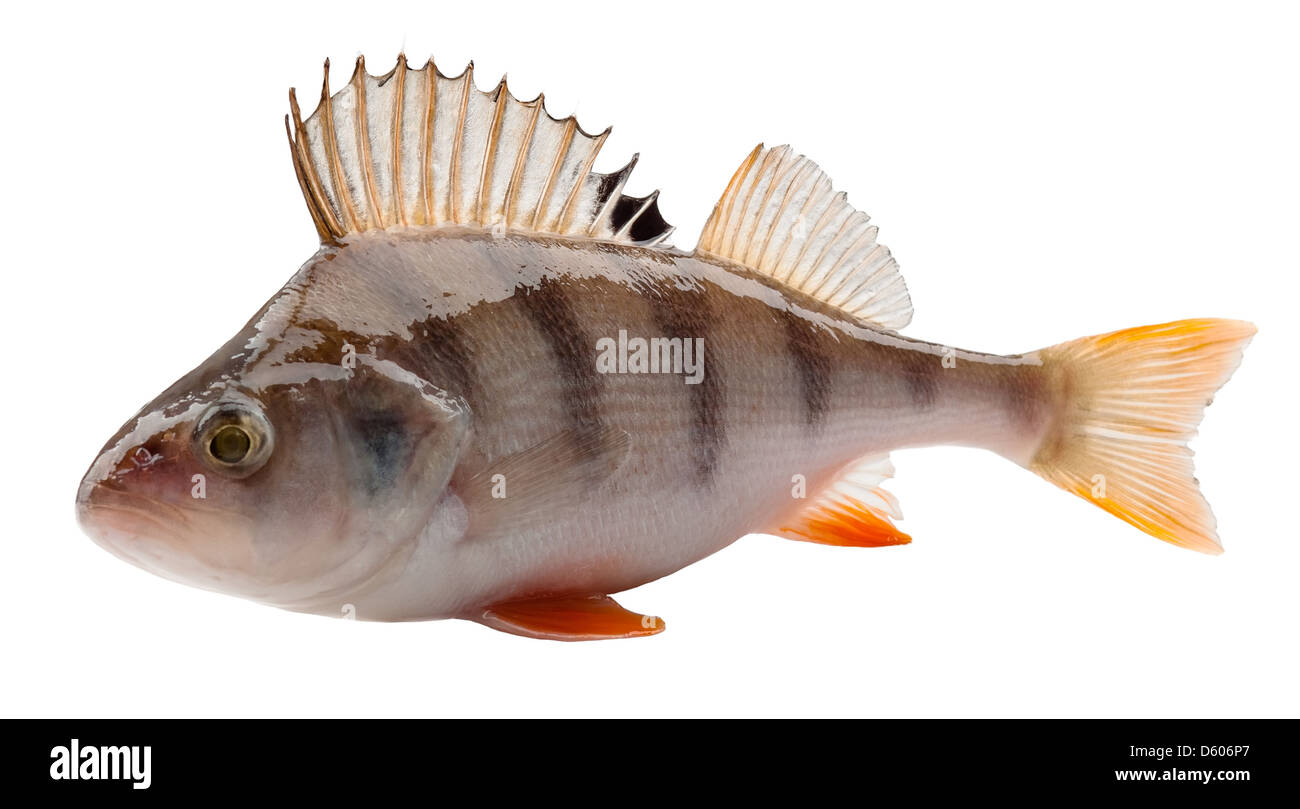 Basse perch hi-res stock photography and images - Alamy