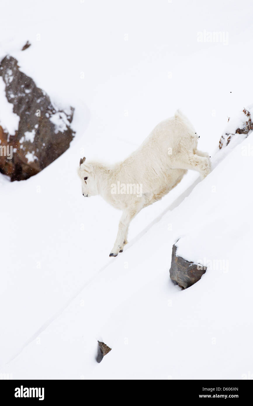 Dall Sheep Ovis dalli portrait in winter at Atigun Pass, Dalton Highway ...