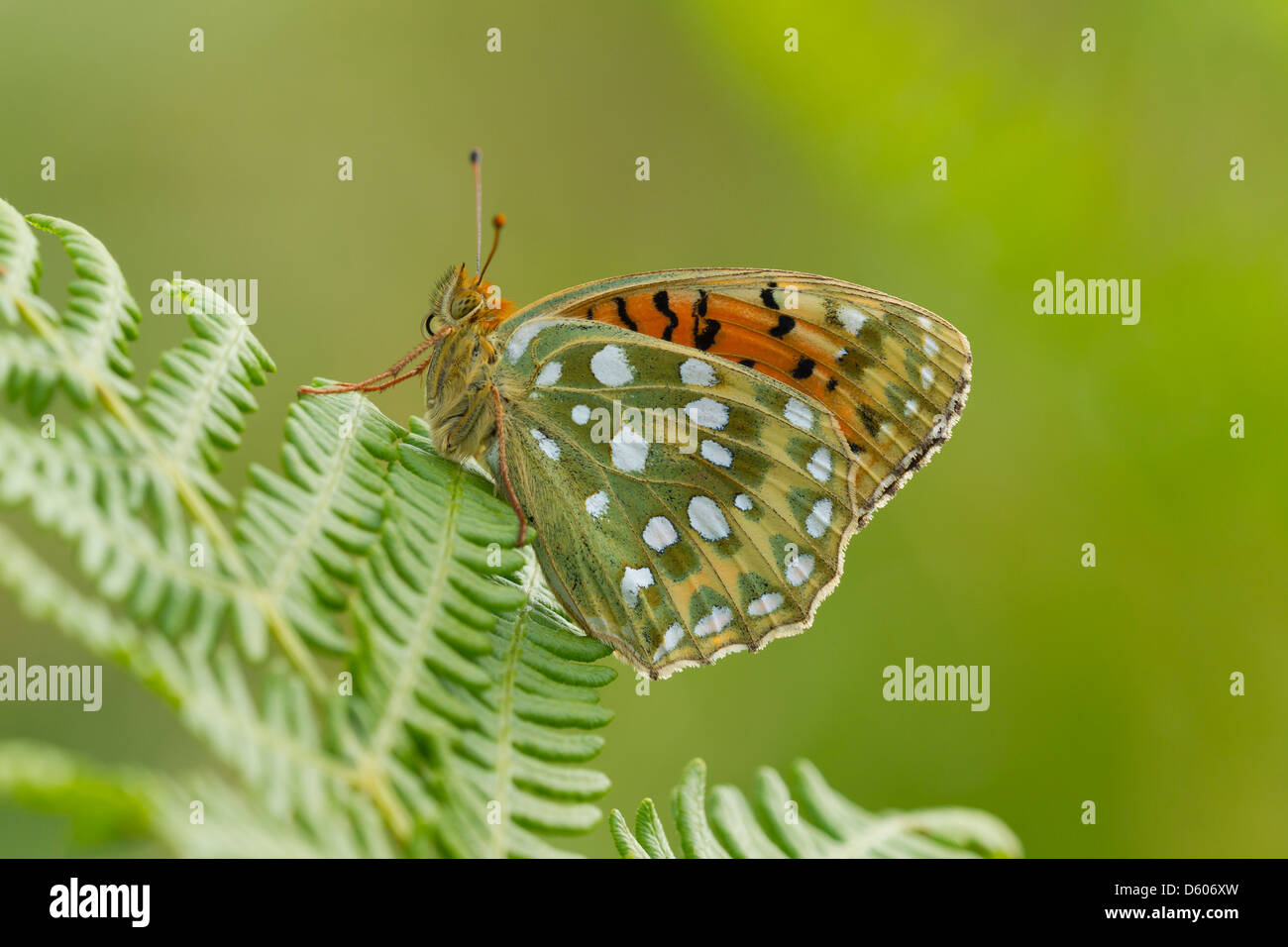 Dark Green Fritillary Argynnis aglaja male resting on bracken at ...