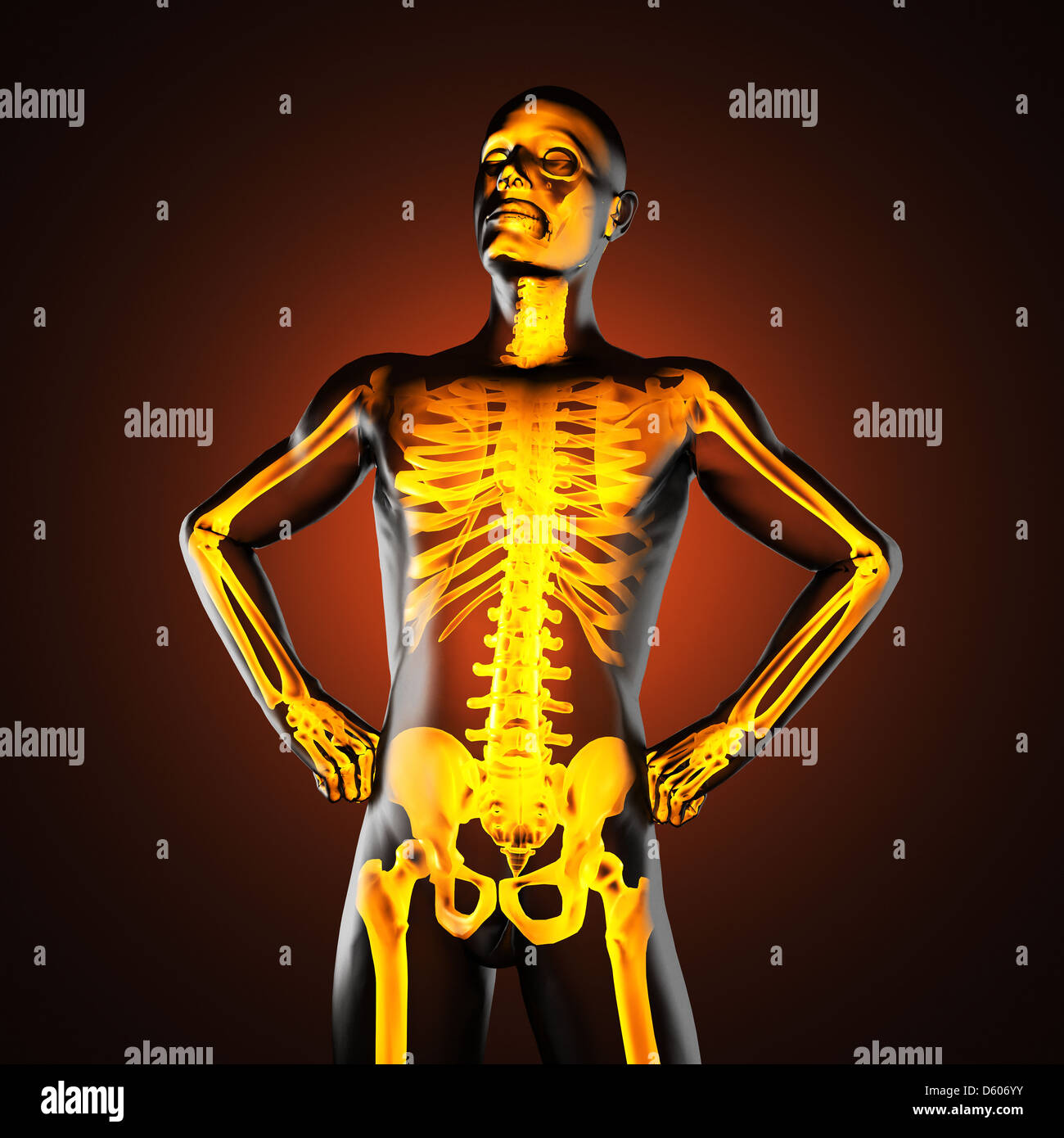 human radiography scan Stock Photo - Alamy