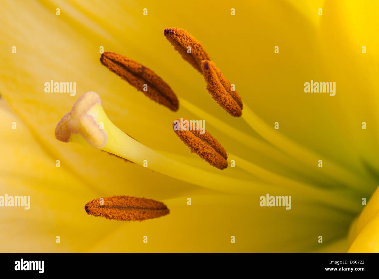 Close-up of pistil and stamens of yellow lily Stock Photo - Alamy