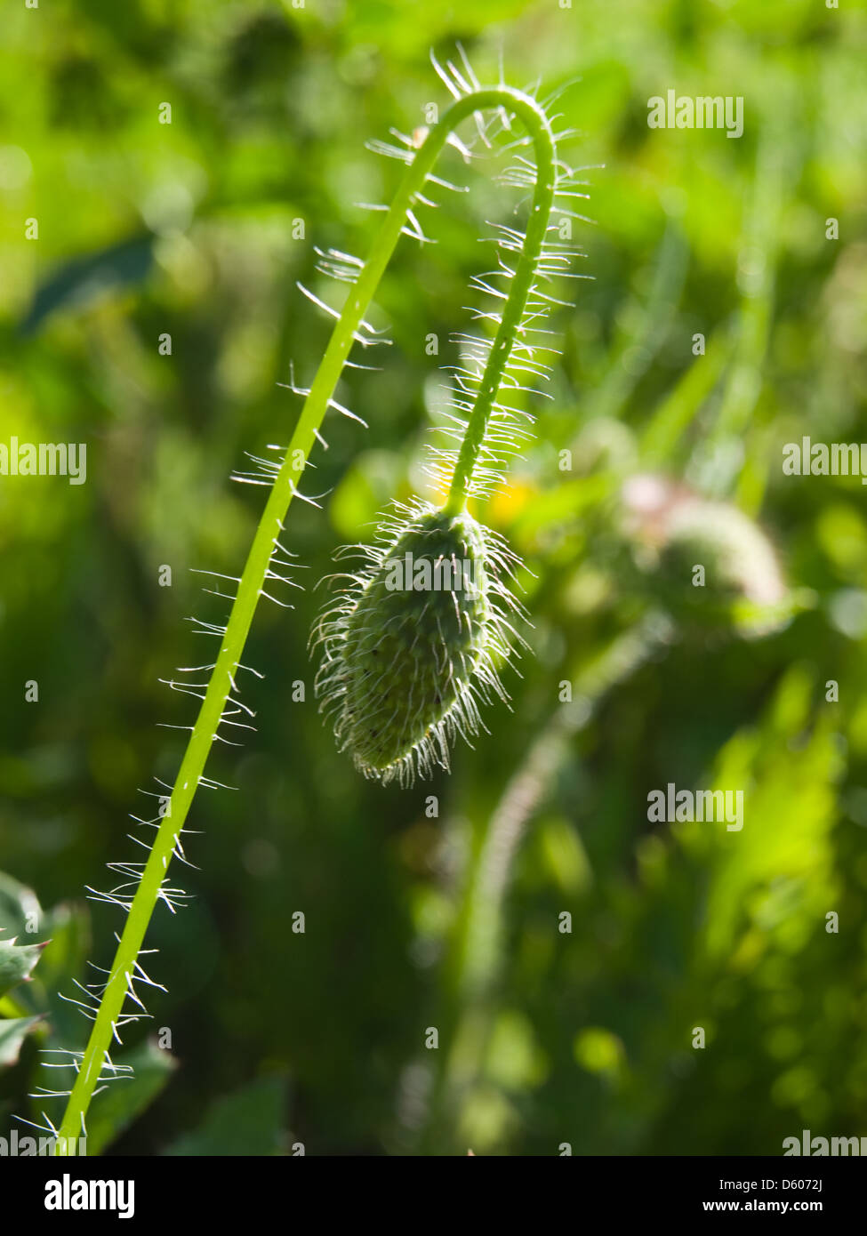 poppy bud in the meadow Stock Photo - Alamy
