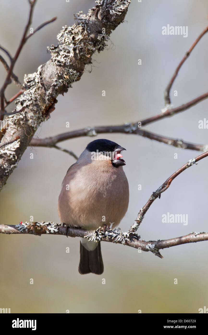 Northern finches hi-res stock photography and images - Alamy