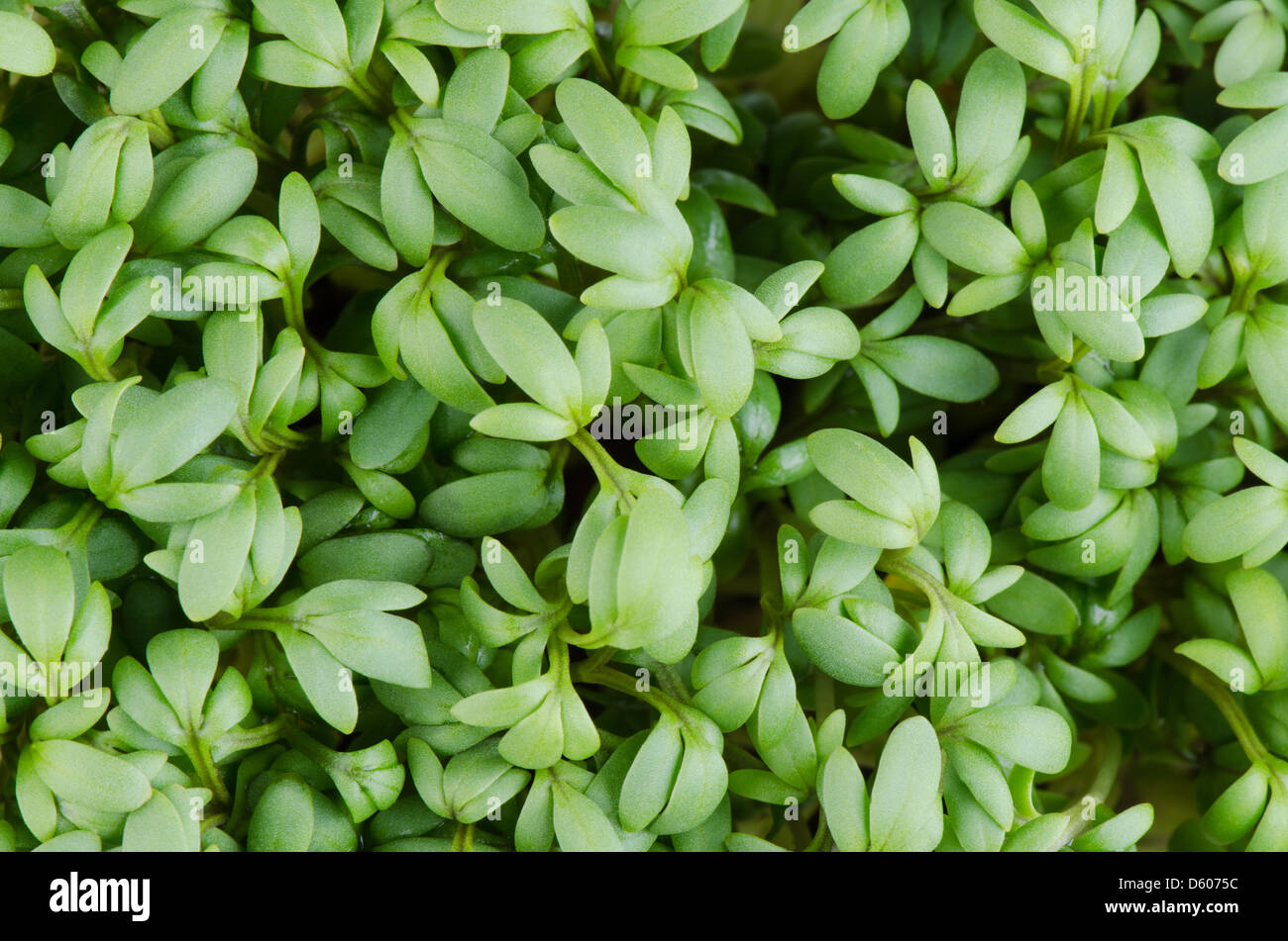 Lepidium Sativum Plants