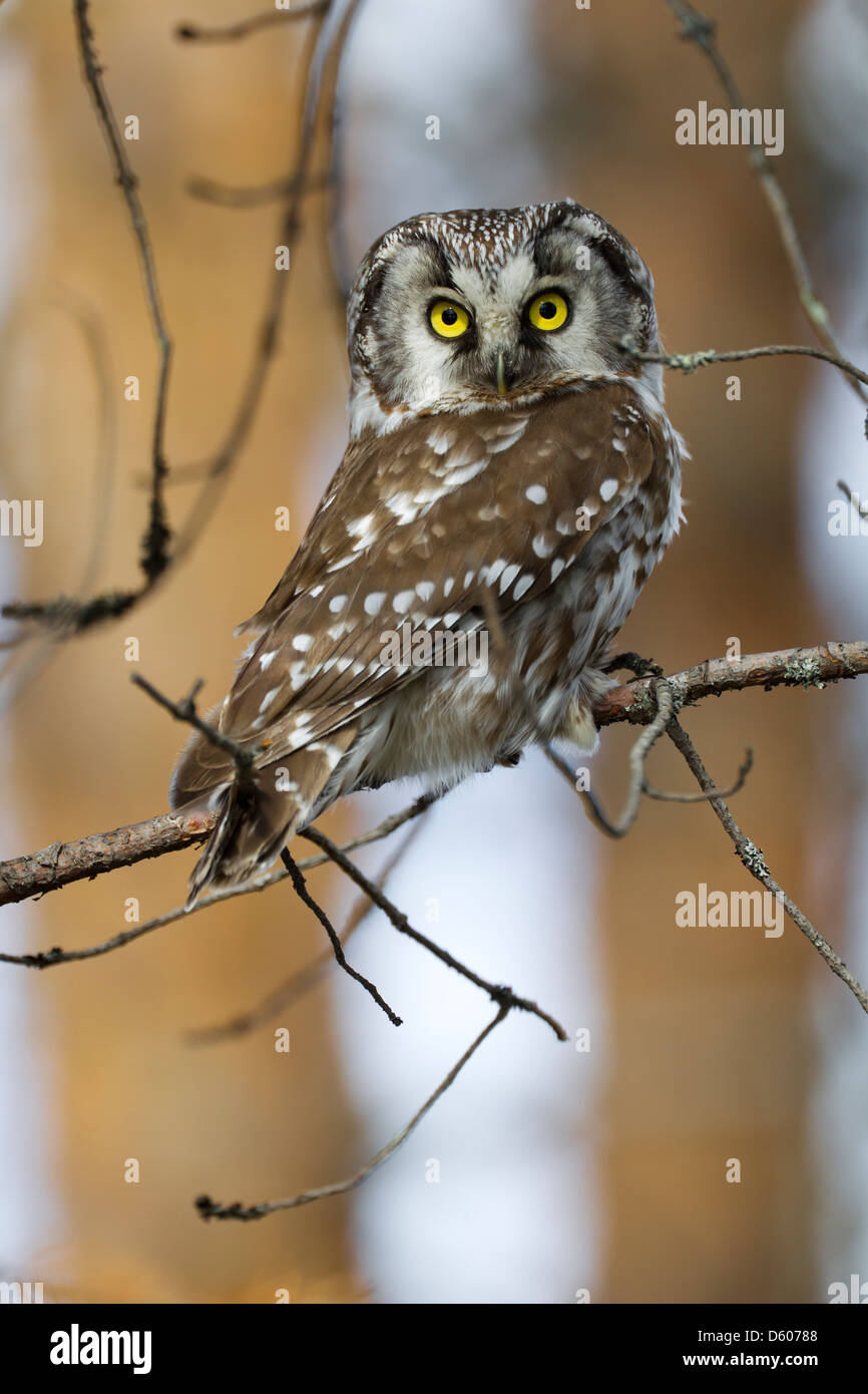 Tengmalm's Owl Aegolius funereus looking from nest hole near Kuusamo ...