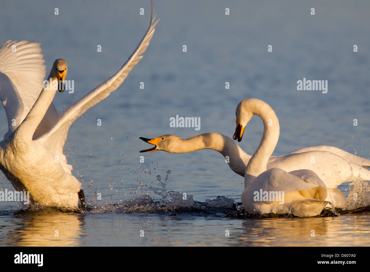 Swan Of Finland Stock Photos & Swan Of Finland Stock Images - Alamy