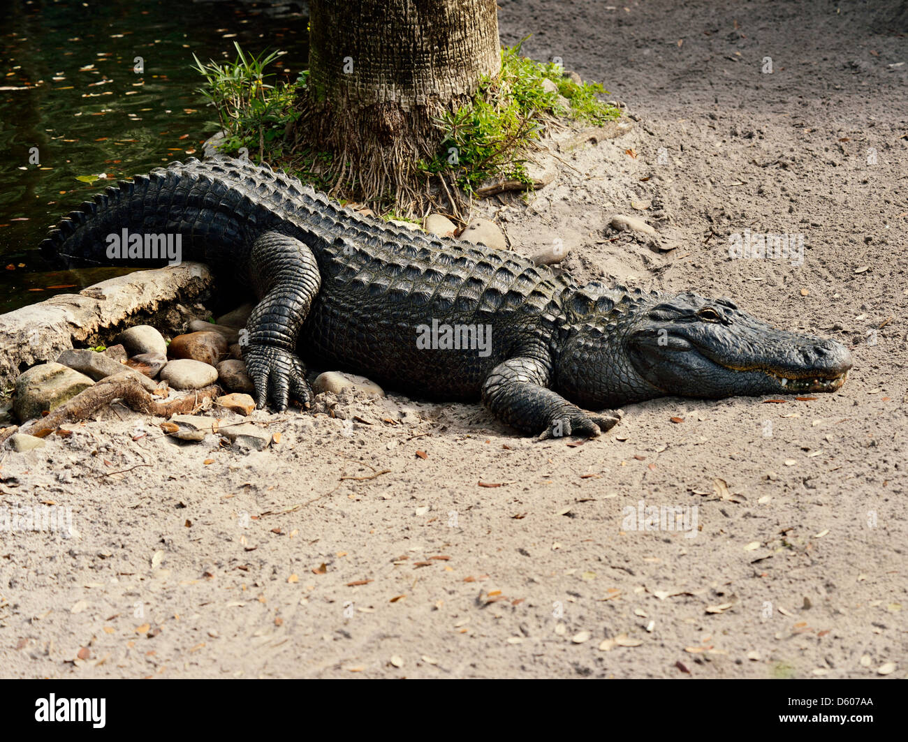 A Large Male American Alligator Stock Photo - Alamy