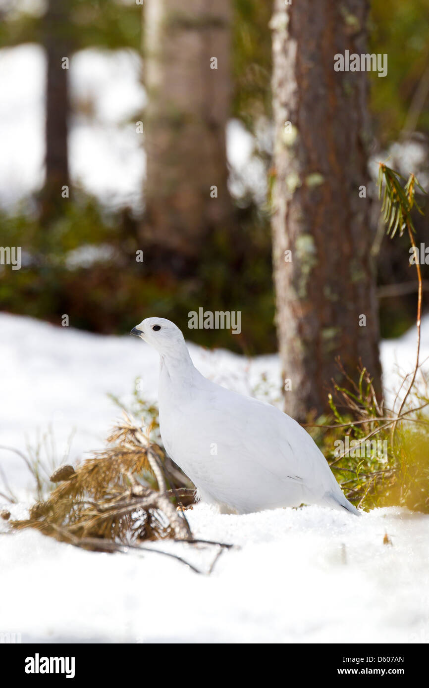 Subspecies of the willow ptarmigan hi-res stock photography and images ...