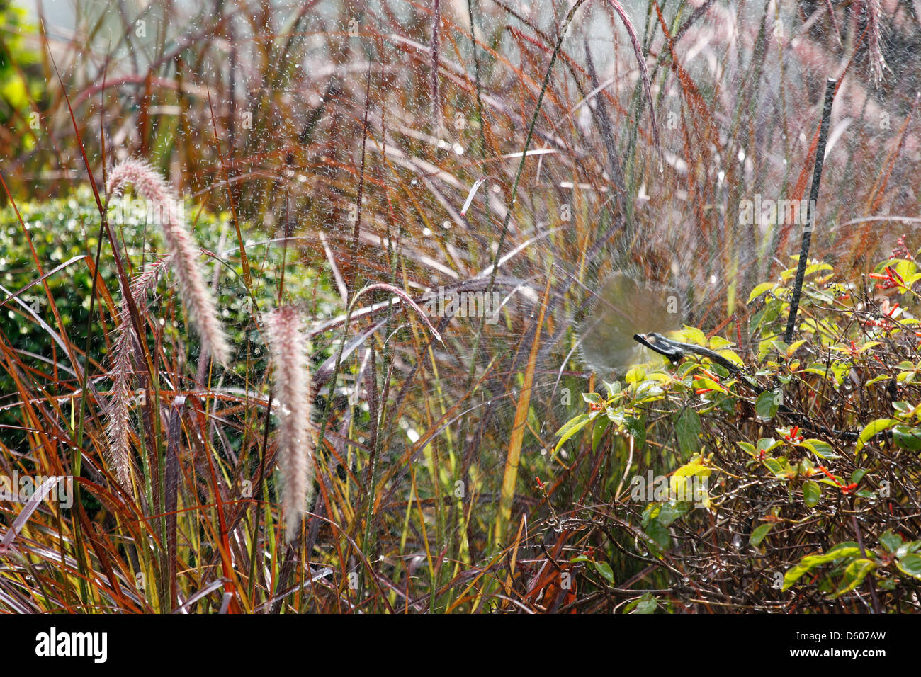 The Sprinkler watering the flowers in the morning Stock Photo - Alamy