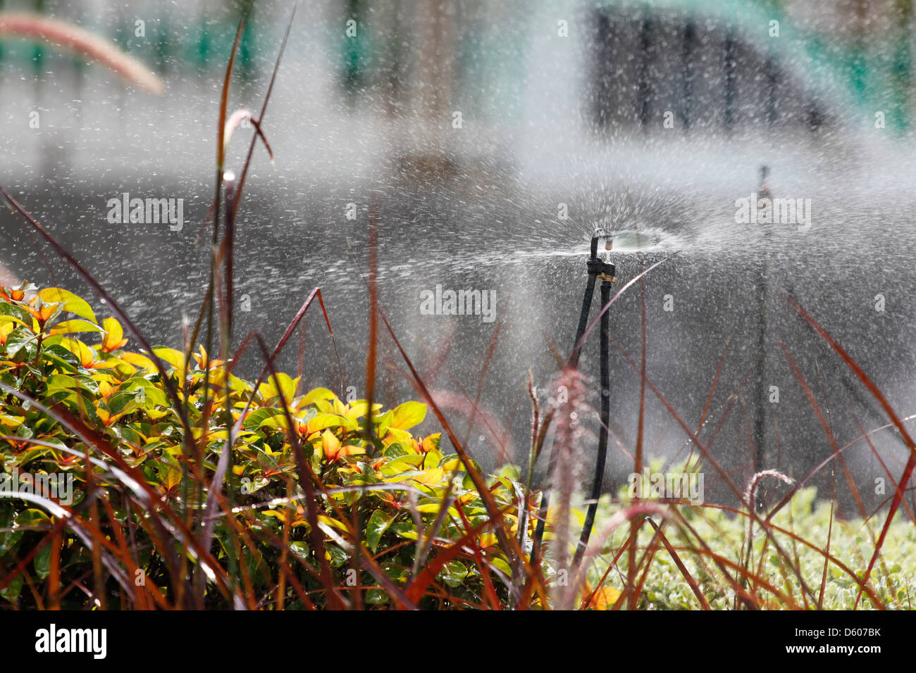 The Sprinkler watering the flowers in the morning Stock Photo - Alamy