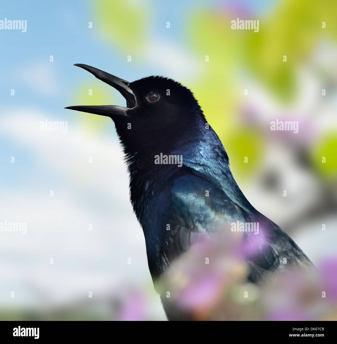 Singing Blackbird,Close Up Shot Stock Photo - Alamy