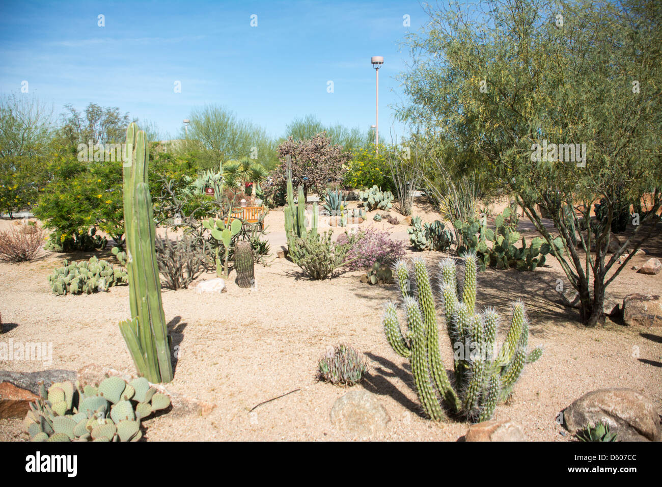 Desert plant hi-res stock photography and images - Alamy