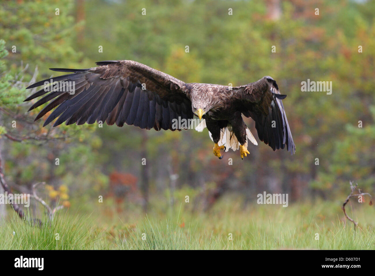 White tailed eagle uk summer hi-res stock photography and images - Alamy