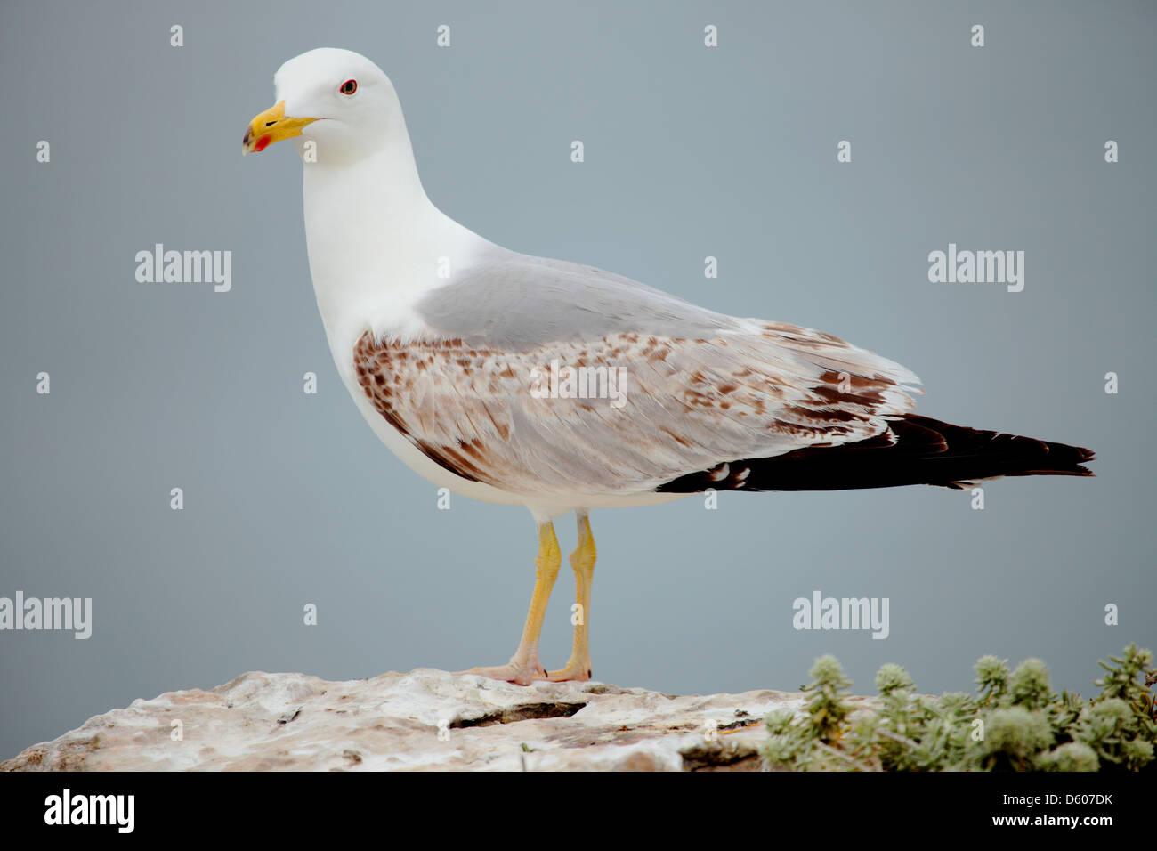 Picture of a beautiful seagull in front of ocean Stock Photo - Alamy
