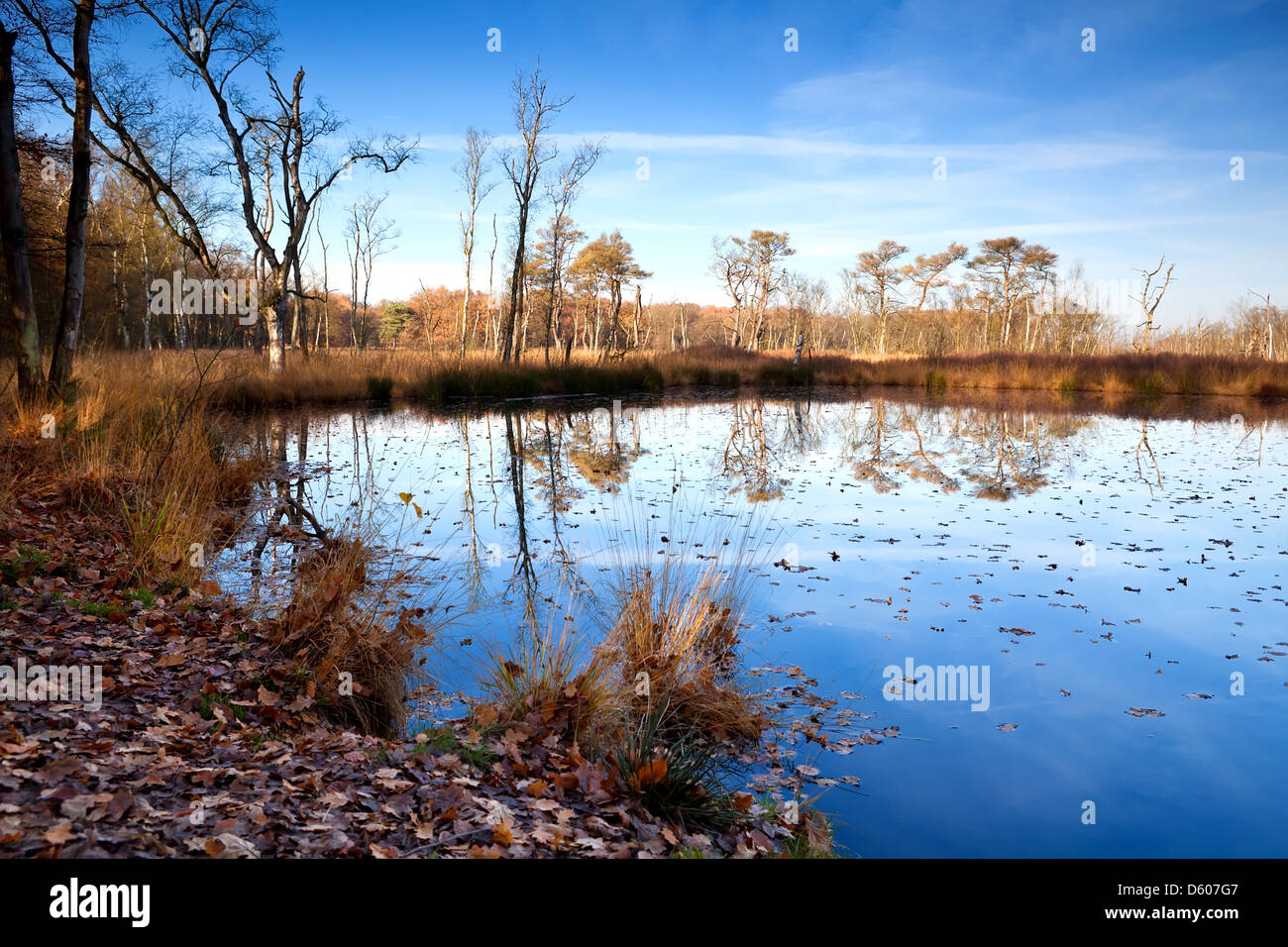 Small forest pond hi-res stock photography and images - Alamy
