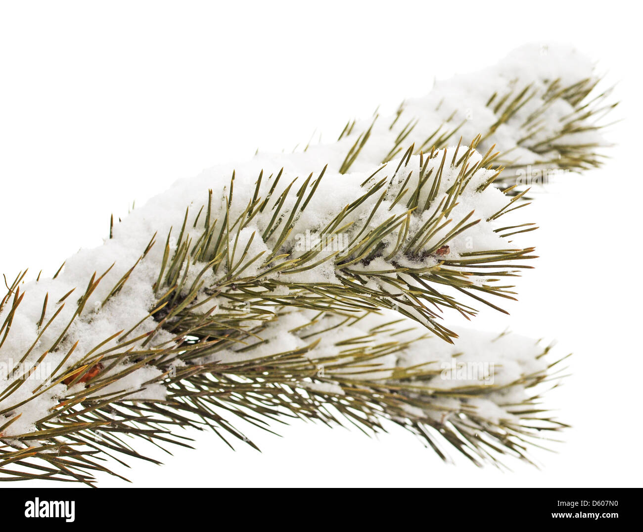 Fluffy snow on branch hi-res stock photography and images - Alamy