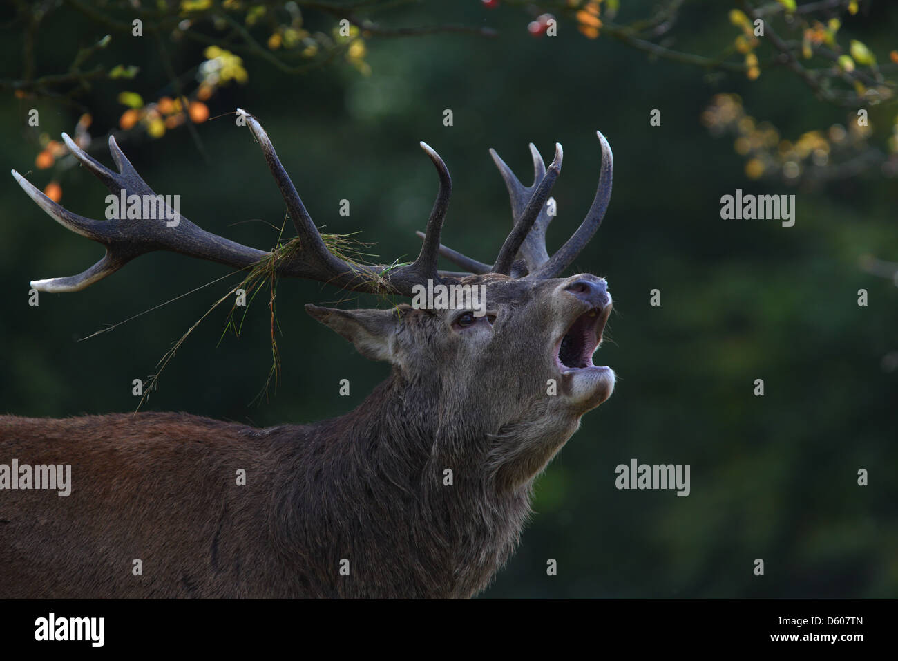 Deer hi-res stock photography and images - Alamy