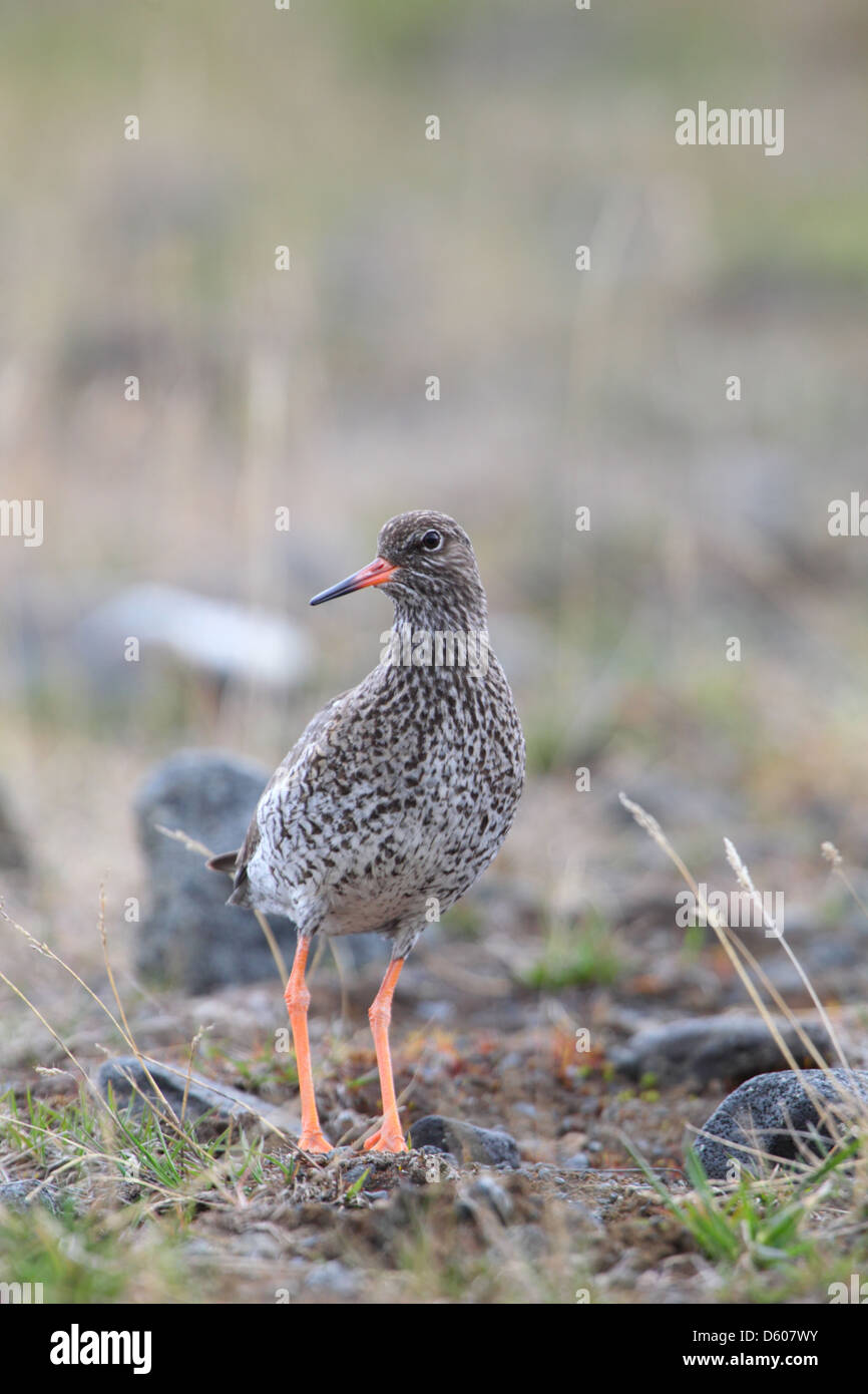 Common Redshank (Tringa totanus), Europe Stock Photo - Alamy