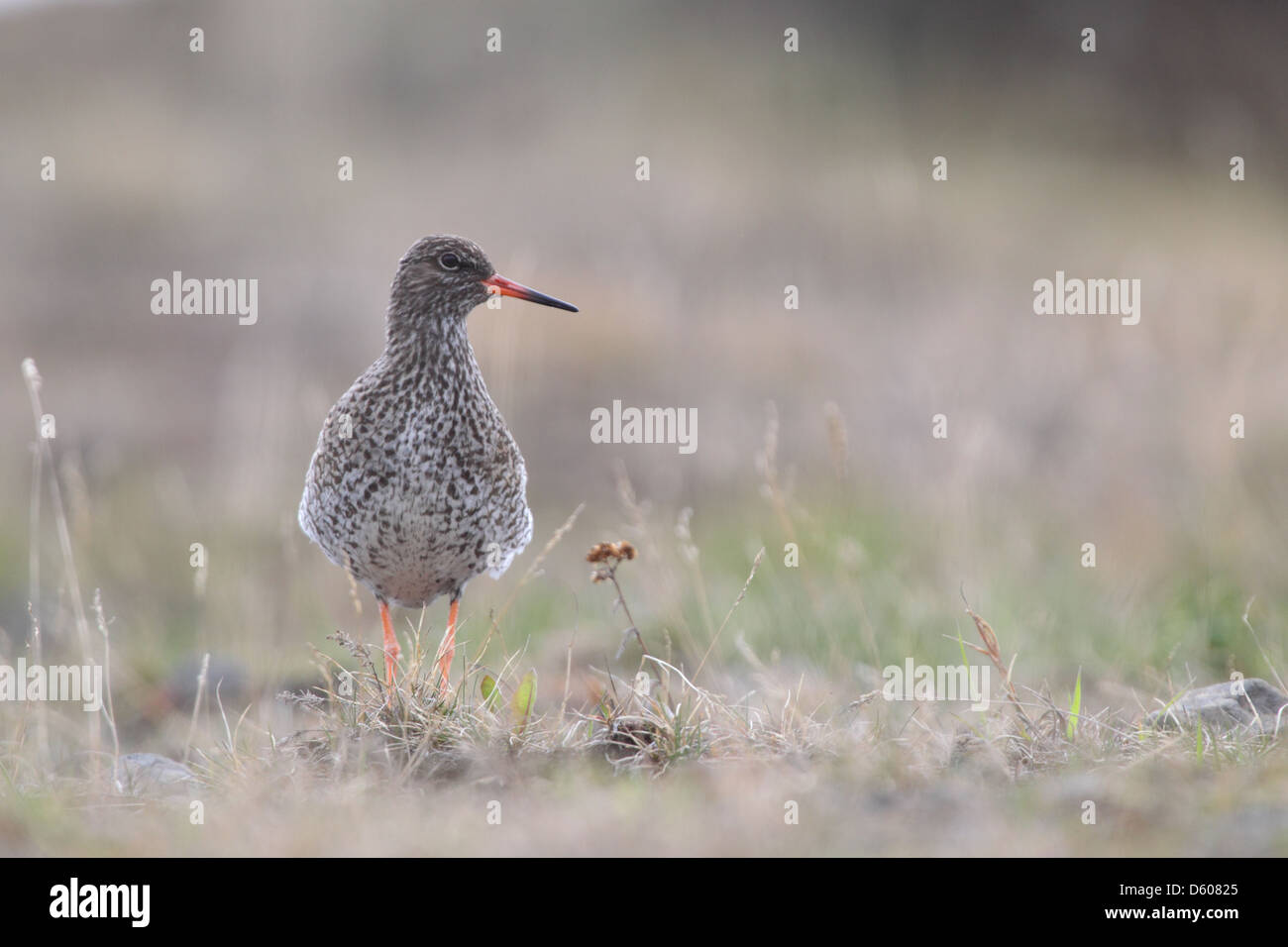 Common Redshank (Tringa totanus), Europe Stock Photo - Alamy
