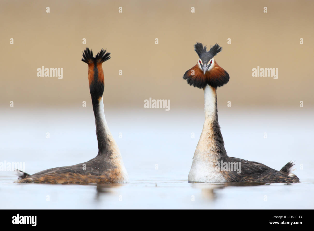 Great Crested Grebes (Podiceps cristatus) in courtship display, shaking ...