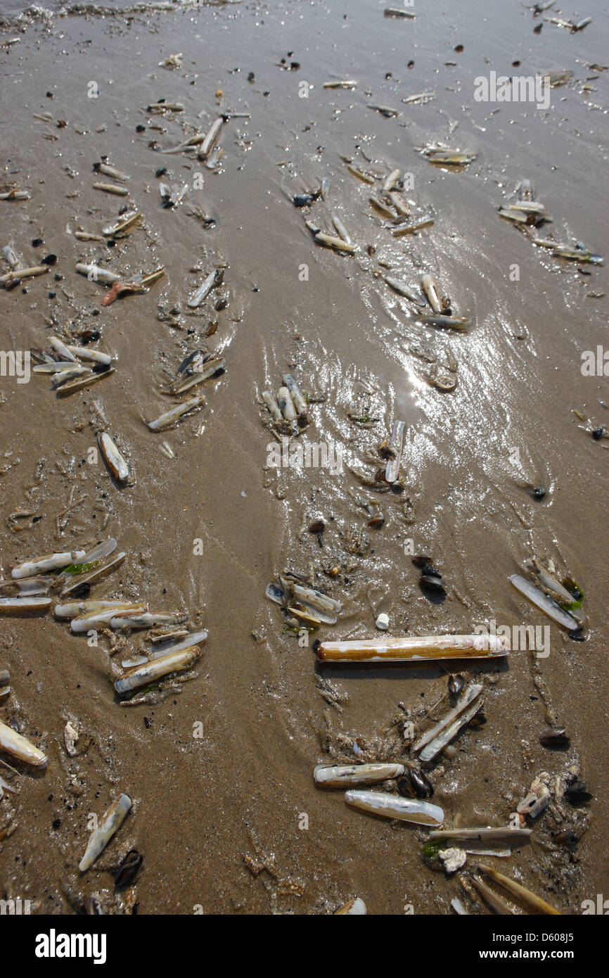 Razor fish shells hi-res stock photography and images - Alamy