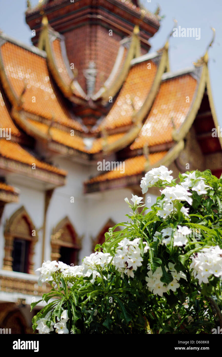 Thai temple with bush of white flowers on the foreground, focus on ...