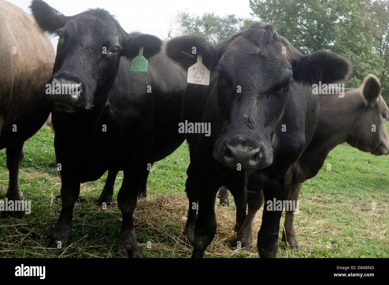Heritage breed cows in a field in Upstate New York Stock Photo - Alamy