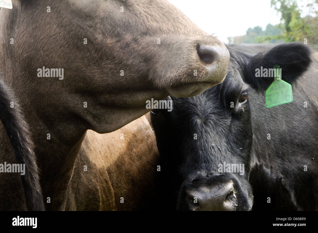 Heritage breed cows in a field in Upstate New York Stock Photo - Alamy