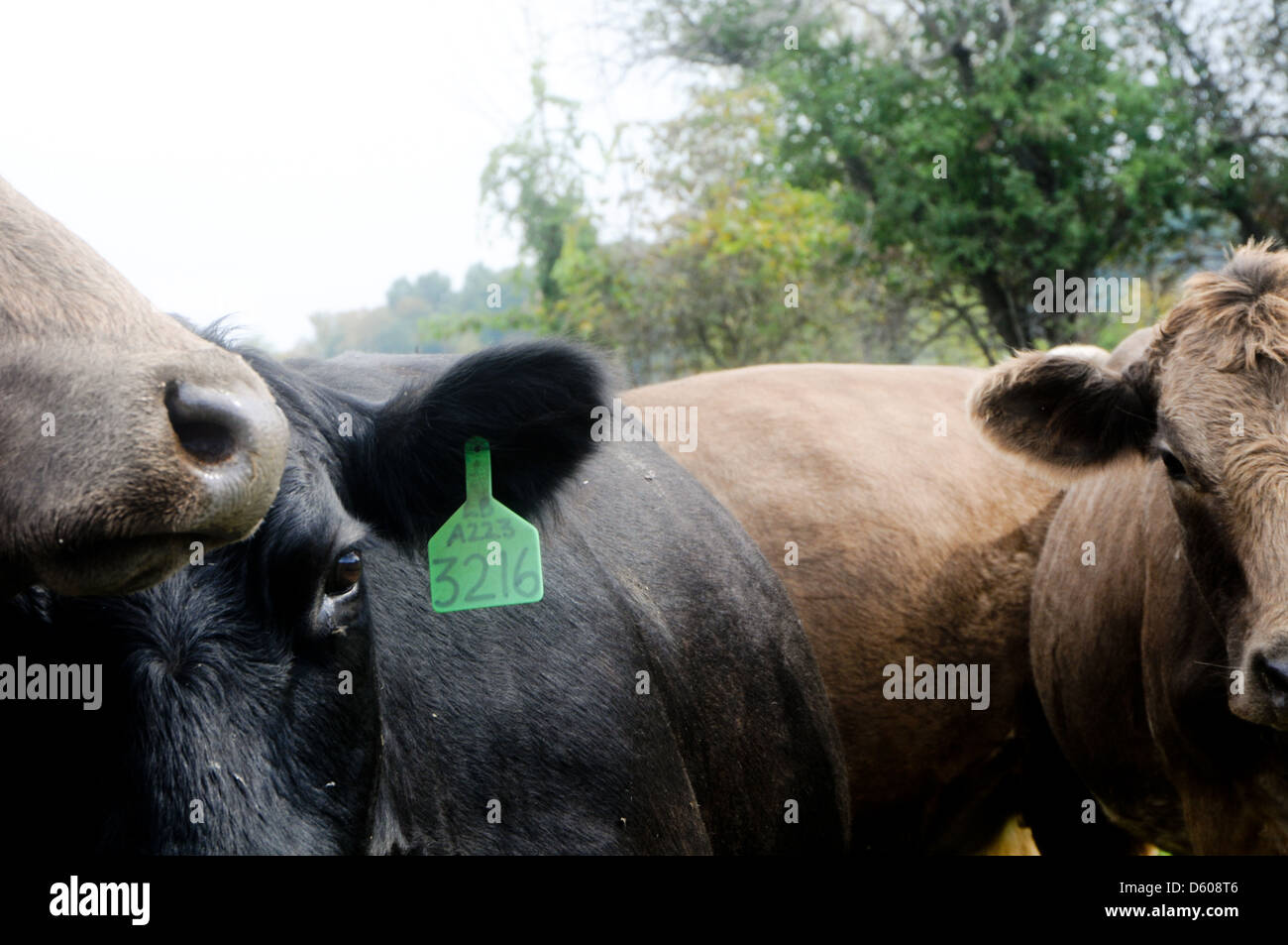 Heritage breed cows in a field in Upstate New York Stock Photo - Alamy