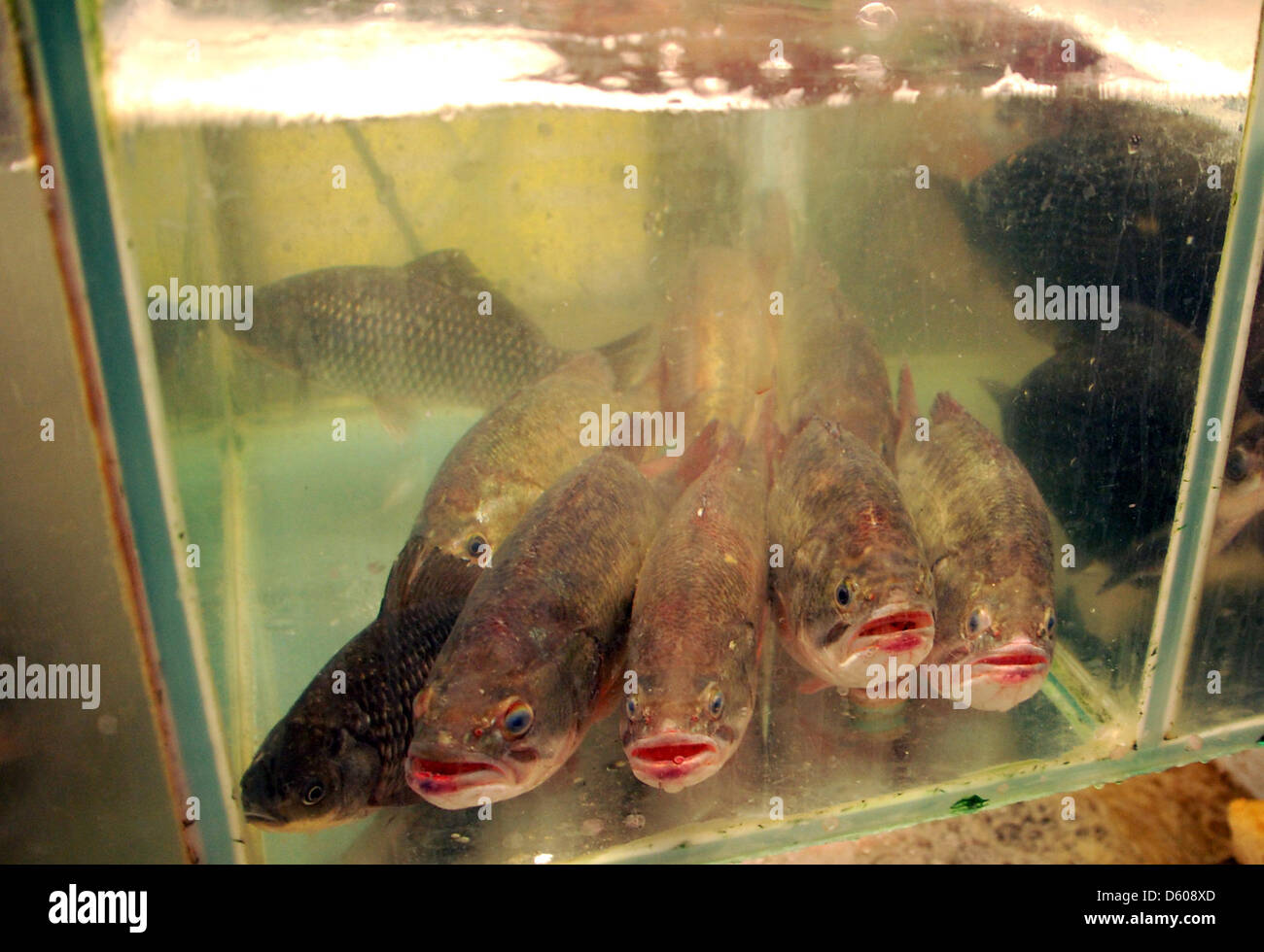 Beijing aquarium hi-res stock photography and images - Alamy
