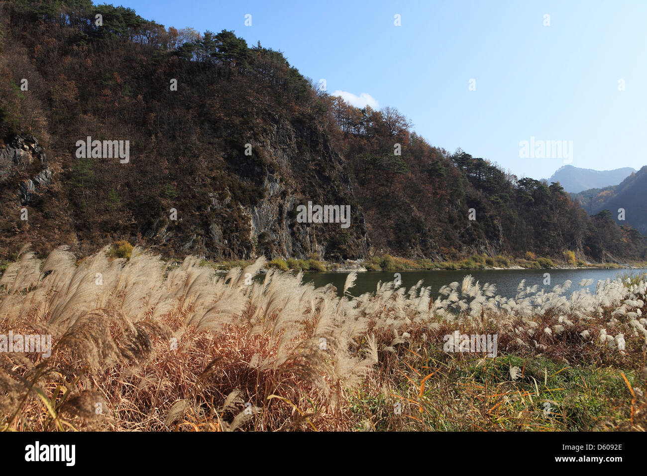 Field Of Reeds in Samcheok-si Korea Stock Photo - Alamy