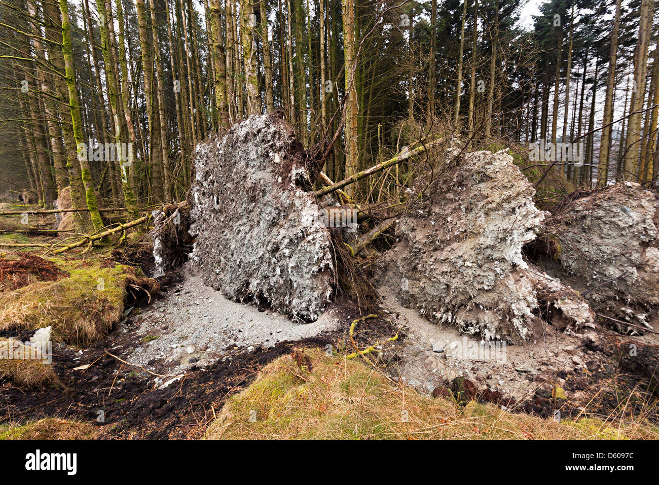 Uprooted roots hi-res stock photography and images - Alamy