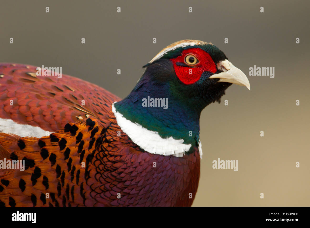 Common pheasant Phasianus colchicus torquatus, adult male, head shot ...