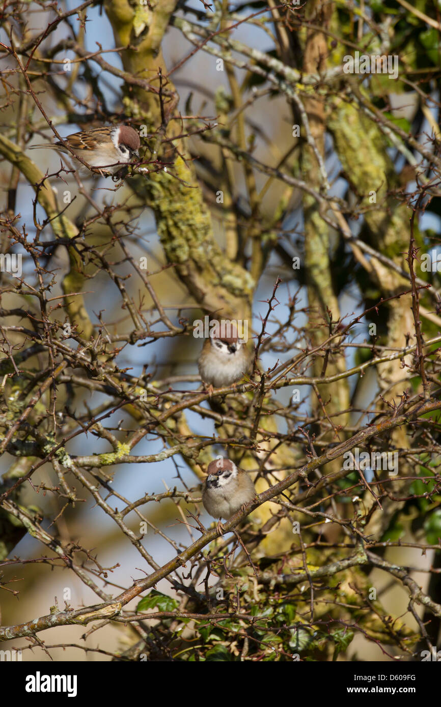 Tree sparrow british isles hi-res stock photography and images - Alamy